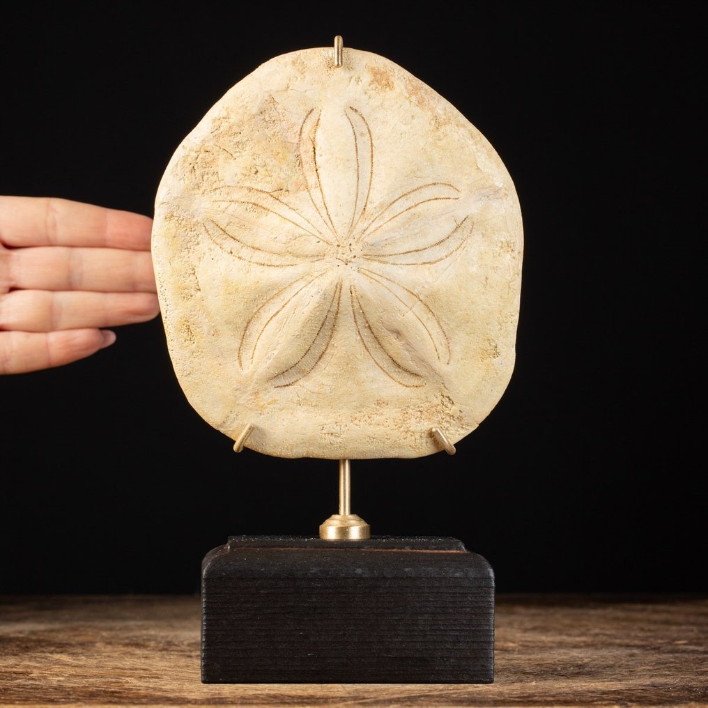 Fossil Sea Urchin Exoskeleton - Wunderkammer - Clypeaster Cipollae ...