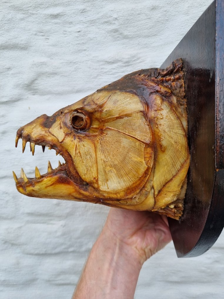Goliath tigerfish Head mount - Hydrocynus goliath - - Catawiki