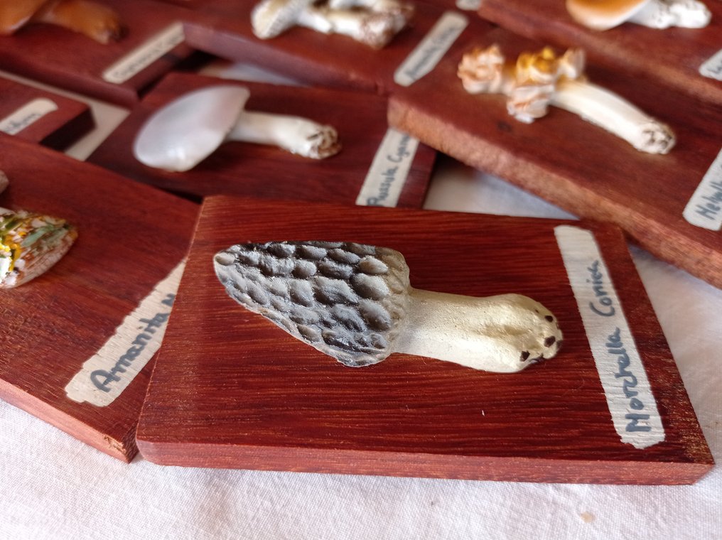 Mushrooms / fungi educational models (23) - marble/wood resin paste ...