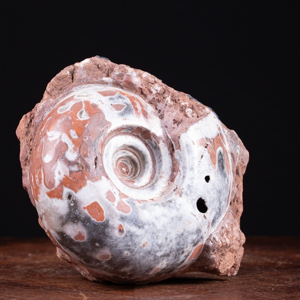 Ammonite - On original matrix - Metalegoceras - 160×14×12 cm - Catawiki