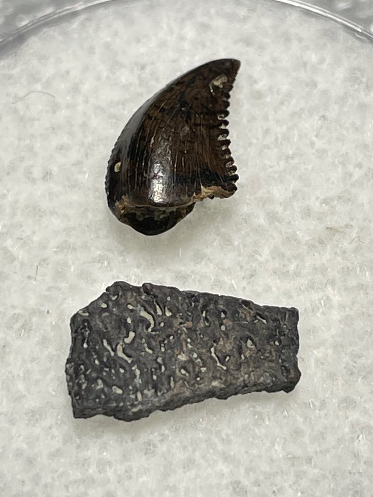 Dinosaur - Raptor (Tröodon formosus) - Fossil eggshell - - Catawiki