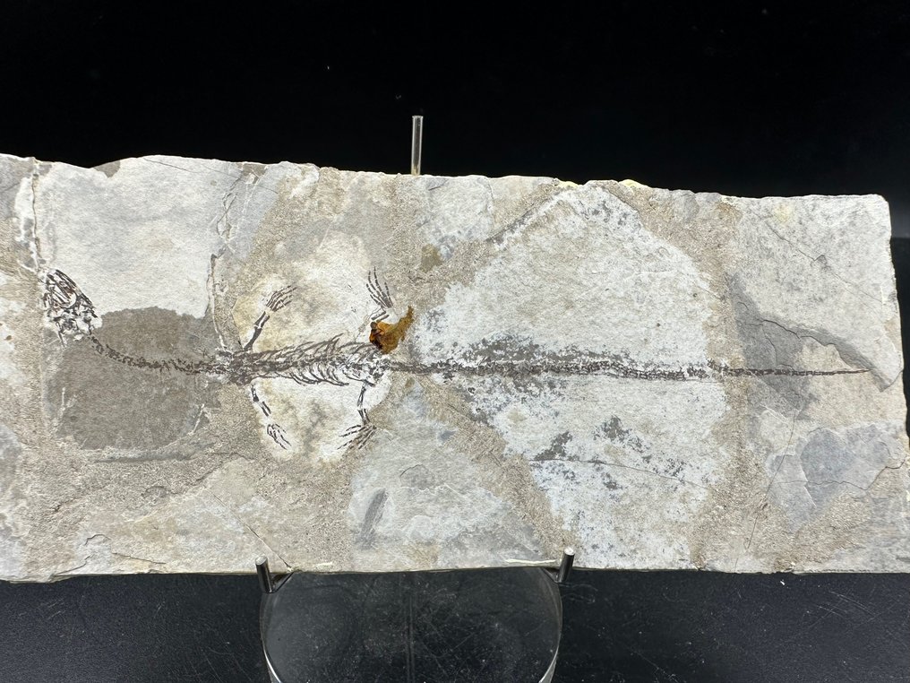 Fossil matrix - Hyphalosaurus sp. - 16 cm - 7 cm - Catawiki