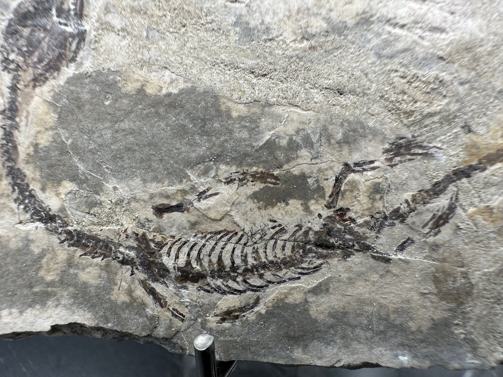 Fossil matrix - Hyphalosaurus sp. - 13 cm - 6 cm - Catawiki