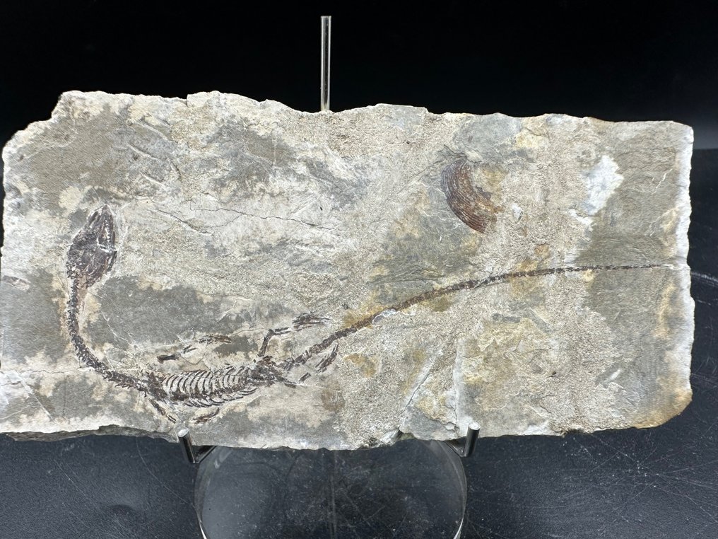Fossil matrix - Hyphalosaurus sp. - 13 cm - 6 cm - Catawiki