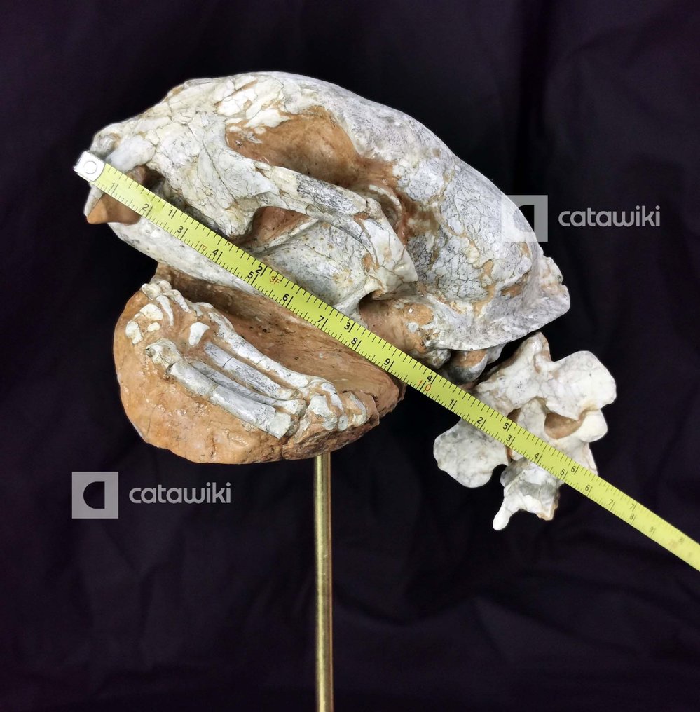 Seltene Säbelzahnkatze mit Pfote und Wirbeln - Fossiler Knochen ...