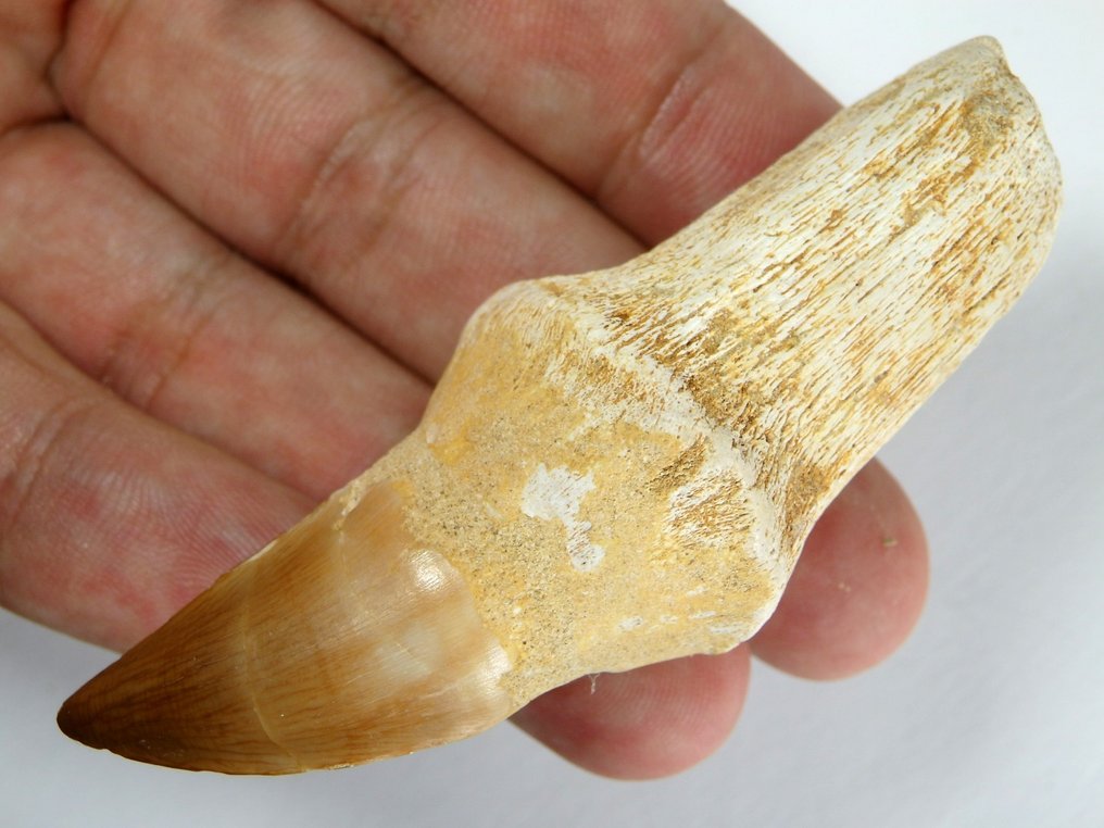 Mosasaur tooth - Complet tooth with root - Leiodon anceps - - Catawiki