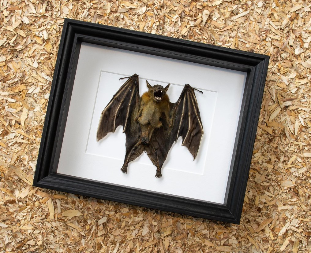 Bat Taxidermy full body mount - Cynopterus brachyotis - 23.5 cm - 28.5 ...