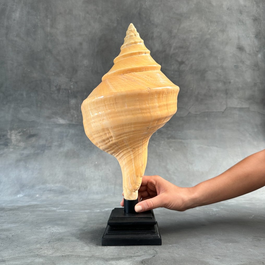 AUCUN PRIX DE RÉSERVE - Shell - Coquille de trompette finement ...