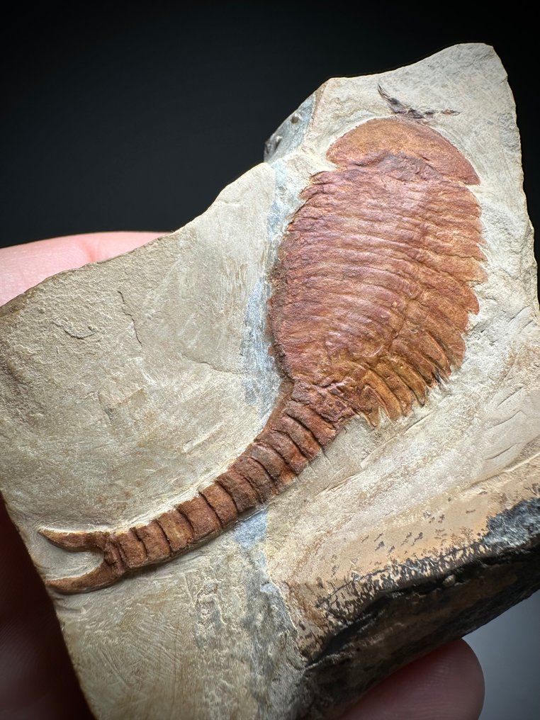 Ultra rare Lower Cambrian fossil arthropod - A Nervous System From Half ...