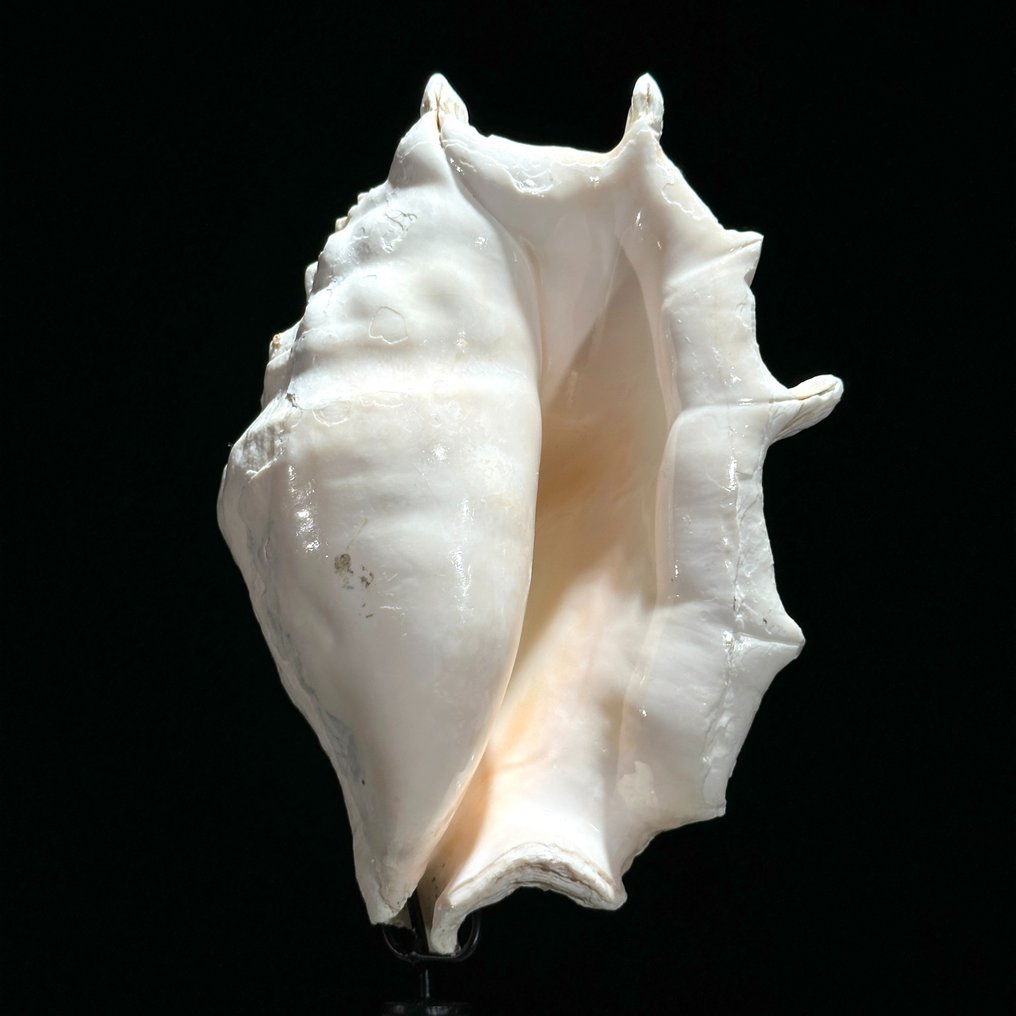 Spider Conch Shell op een aangepaste standaard - Zeeschelp - Lambis ...