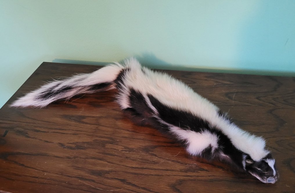 Striped Skunk Skin - Taxidermy full body mount - Mephitis mephitis - 10 ...
