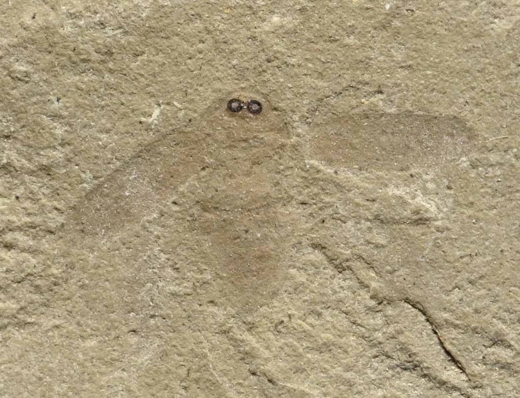 Green River Formation, Bonanza, Utah. - Fossil plate matrix - March Fly ...