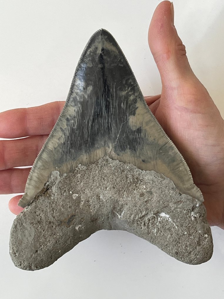Enorme Megalodon Tand 15 4 Cm 6 1 Inch Fossiele Tand Carcharocles