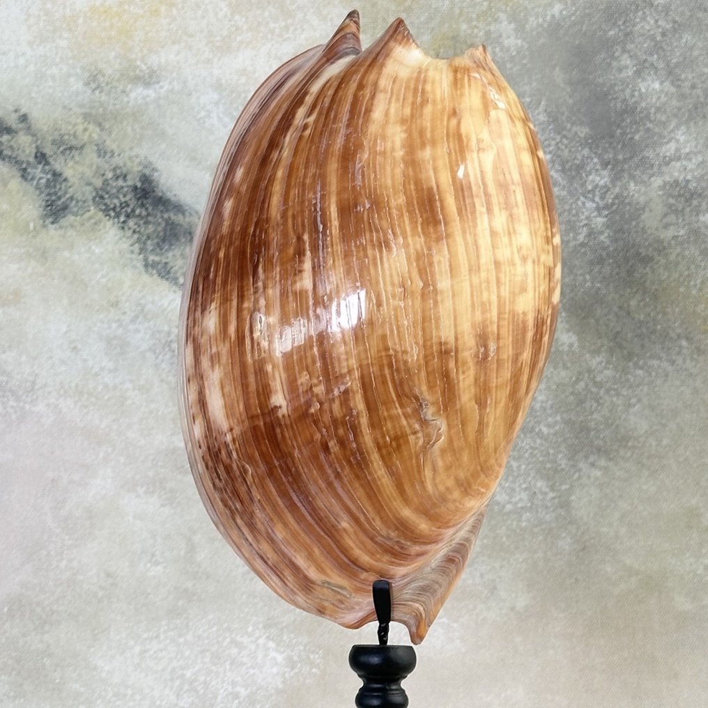 Melo amphora shell on a custom stand - Sea shell - Melo Amphora - Catawiki