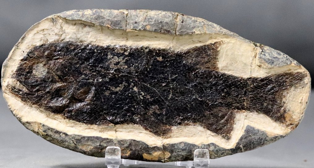 Outstanding paleozoic fossil fish in concretion - Scale details ...