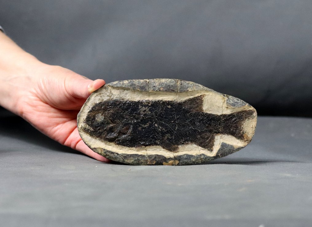 Outstanding paleozoic fossil fish in concretion - Scale details ...