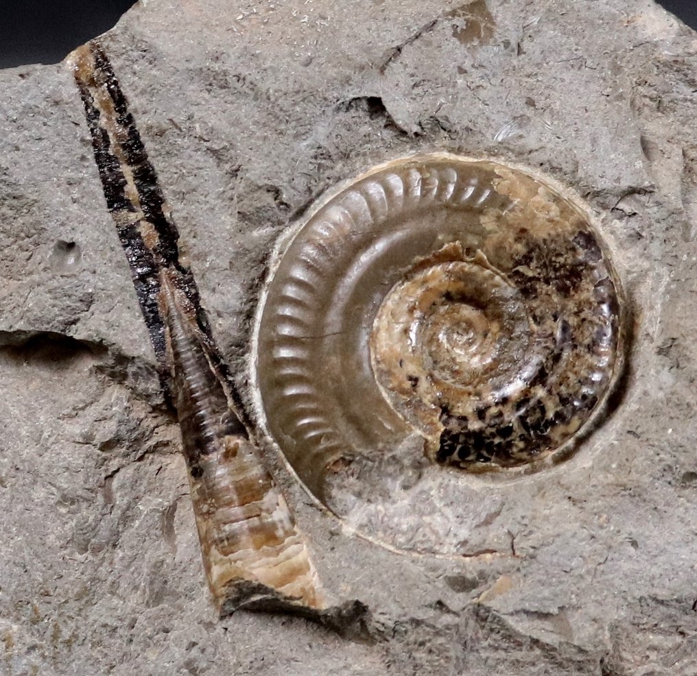 Ammonite and belemnite with phragmocone - On matrix - Self standing ...