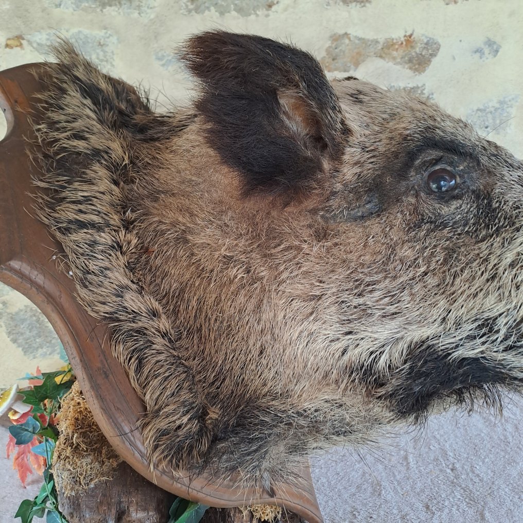 Wild Boar Head-mount - Attila, Jabali - on trophy shield Taxidermy wall ...