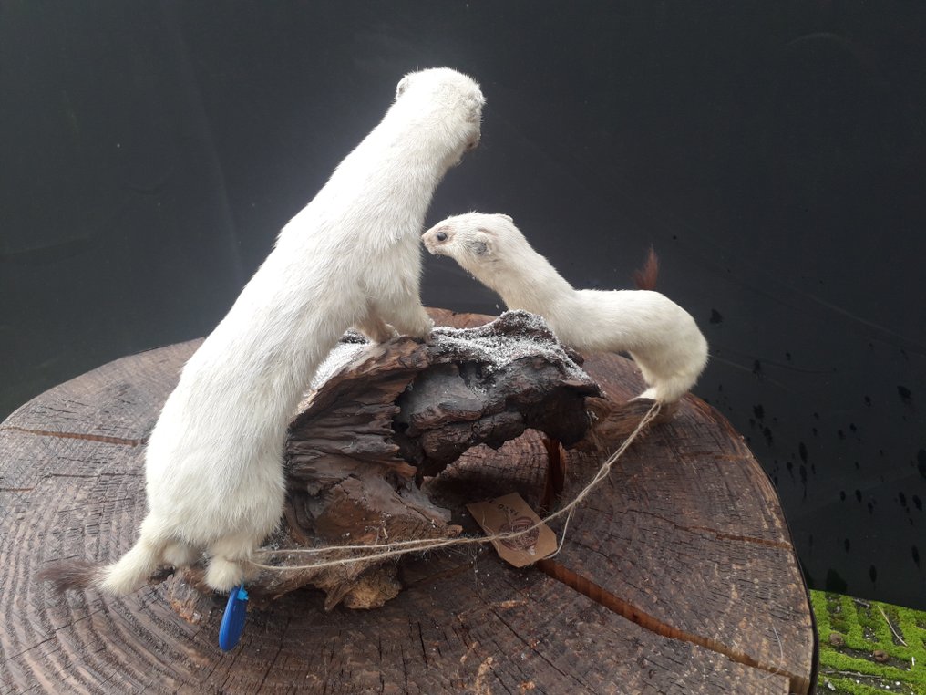 Stoat Taxidermy full body mount - Mustela erminea - 35 cm - 45 cm - 25 ...