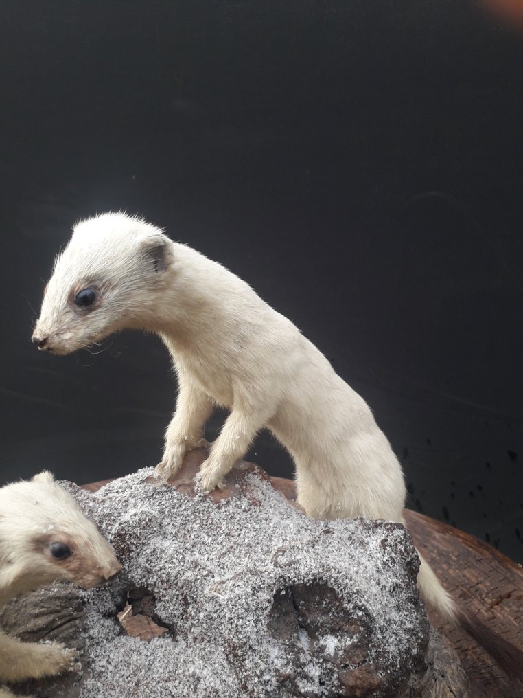Stoat Taxidermy full body mount - Mustela erminea - 35 cm - 45 cm - 25 ...