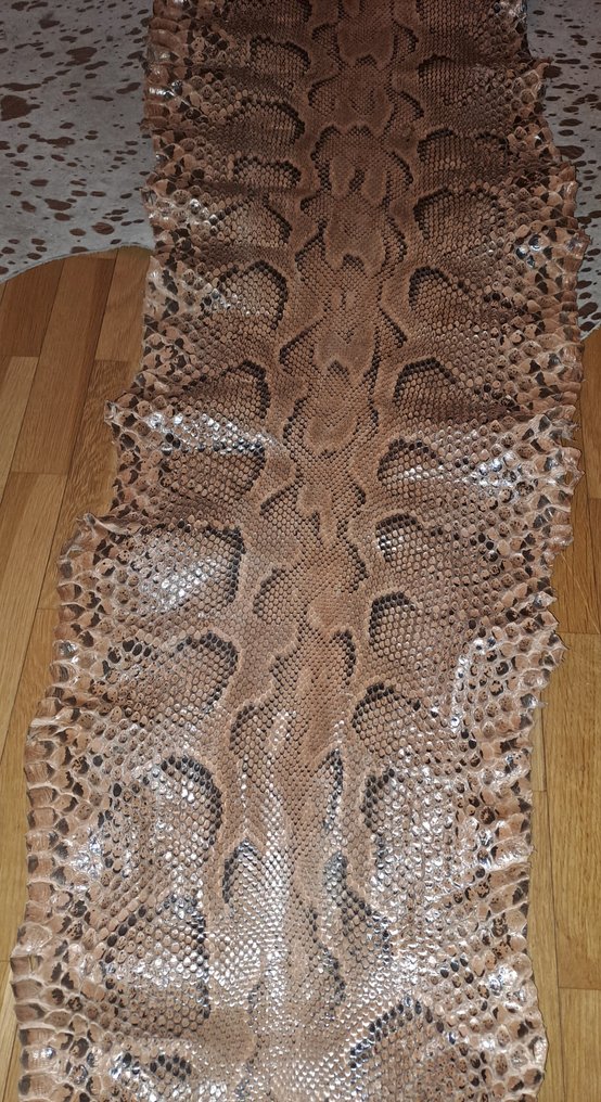 Rock Python Taxidermy Wall Mount Python Molurus 2 Cm 37 Cm 360 Cm Cites Appendix Ii 