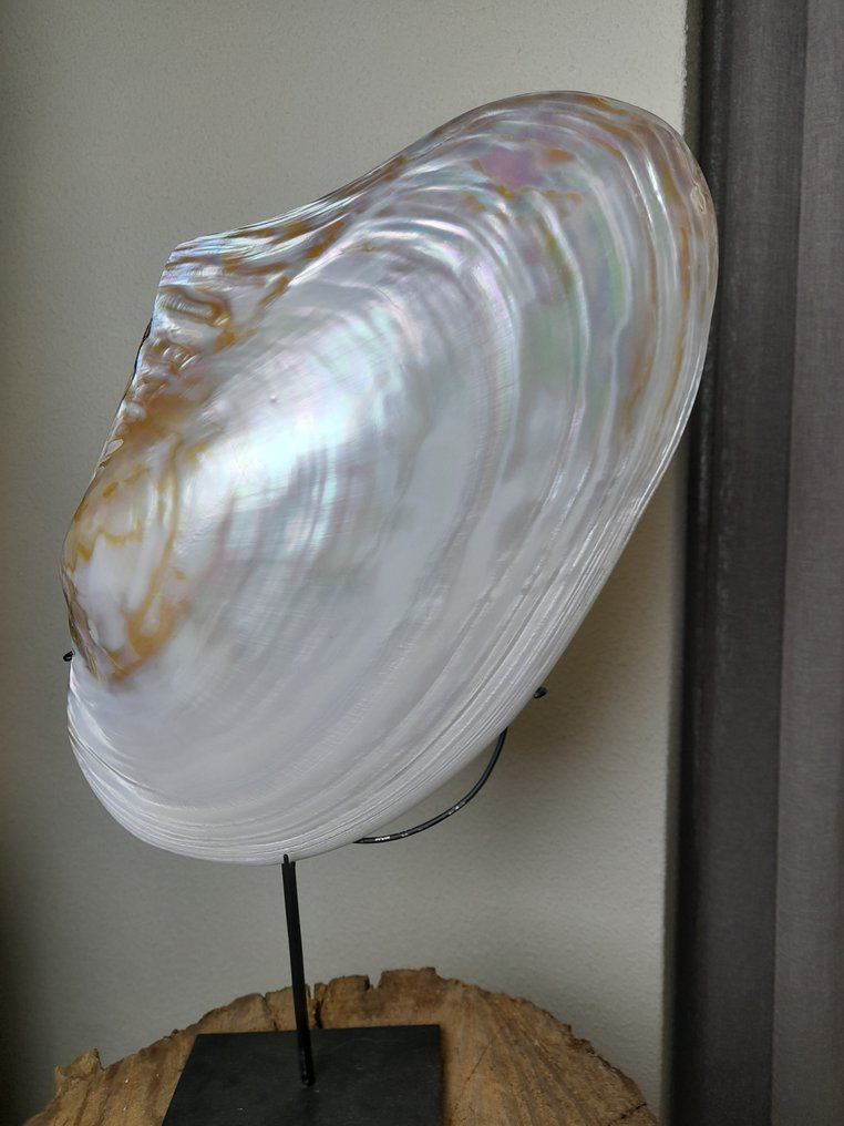 Collection de grandes coquilles de moules Macabebe polies - 28 cm (nacre) Coquillage marin ...
