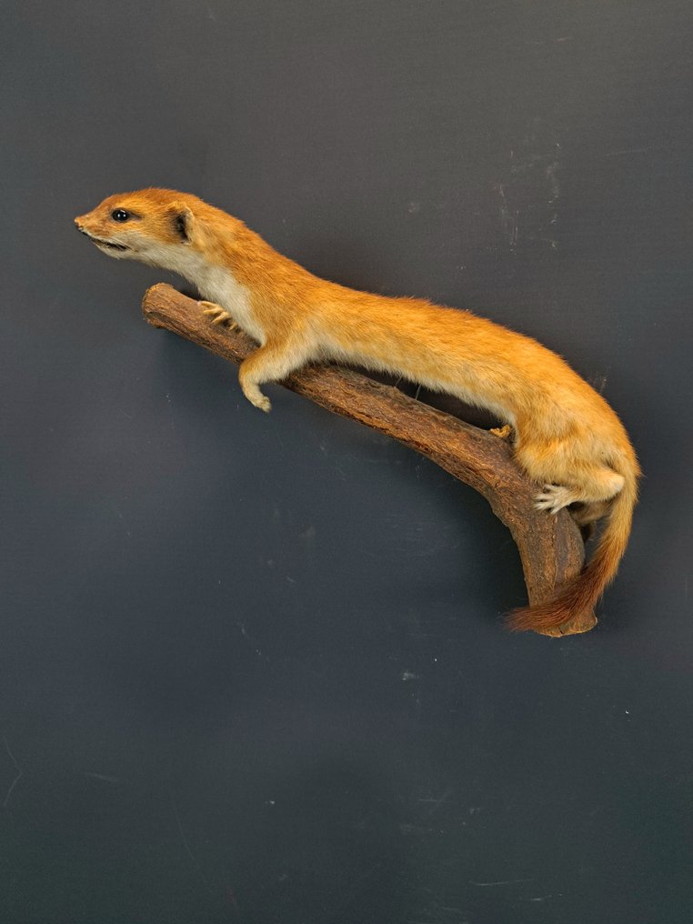 Stoat Taxidermy full body mount - Mustela erminea - 20 cm - 24 cm - 11 ...