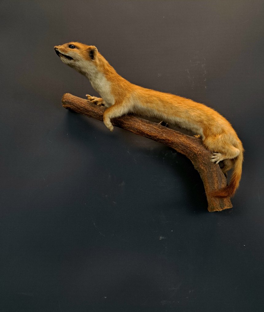 Stoat Taxidermy full body mount - Mustela erminea - 20 cm - 24 cm - 11 ...