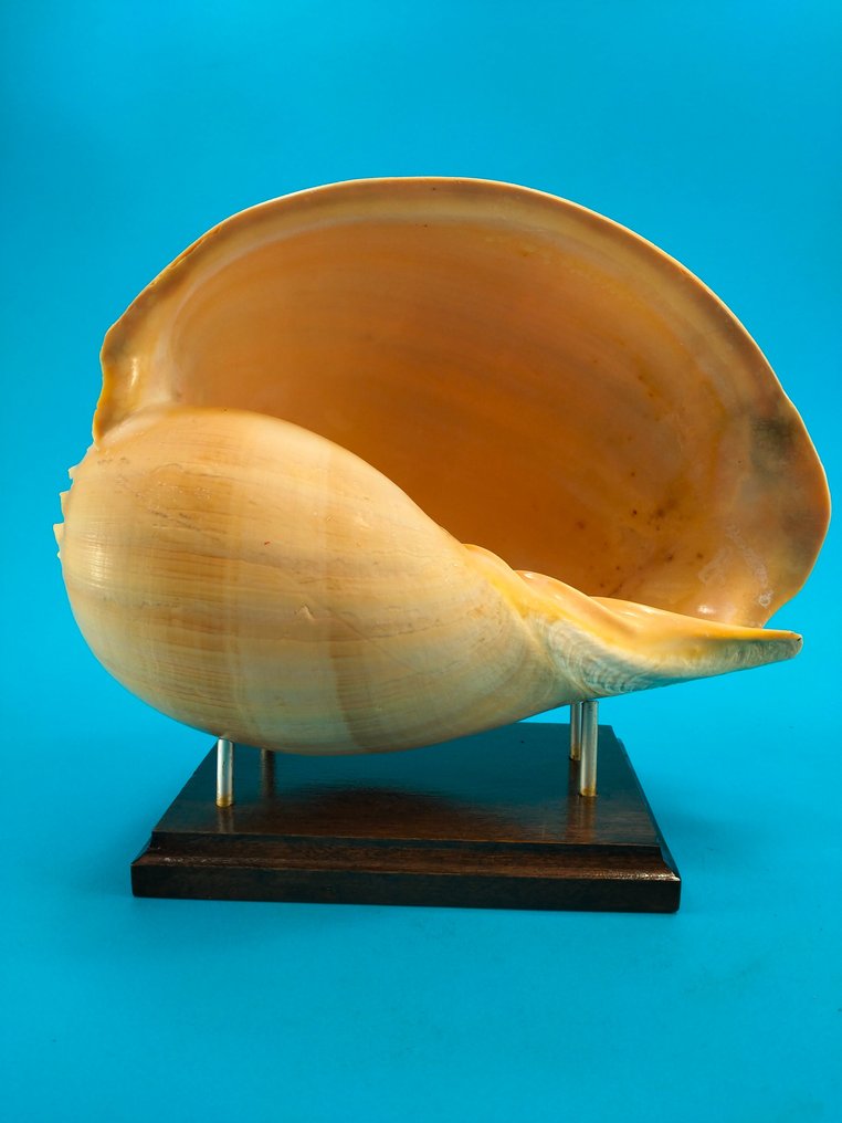 Voluut diadeem Zeeschelp - Melo amphera - Catawiki