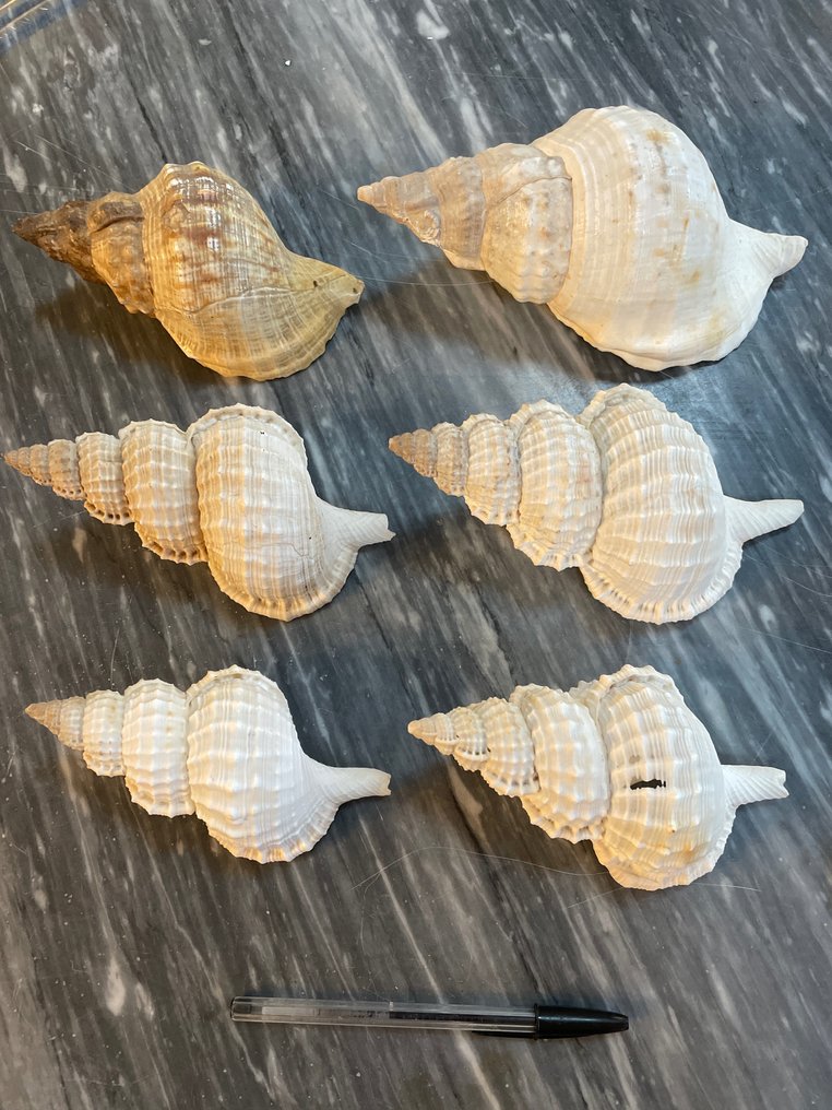 Crustacés Coquillage marin - Coquillage Triton - Catawiki