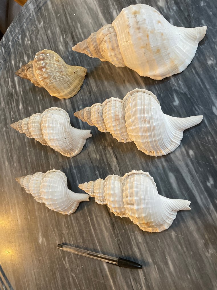 Crustacés Coquillage marin - Coquillage Triton - Catawiki