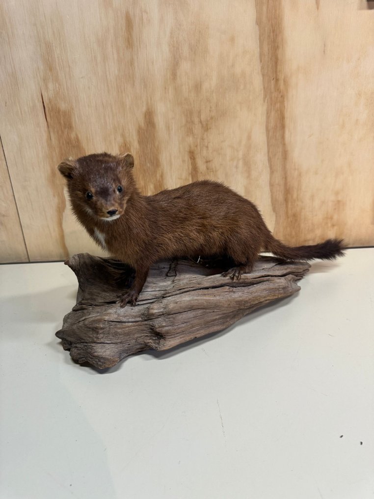 Vintage European Mink - Taxidermy full body mount - Mustela lutreola ...