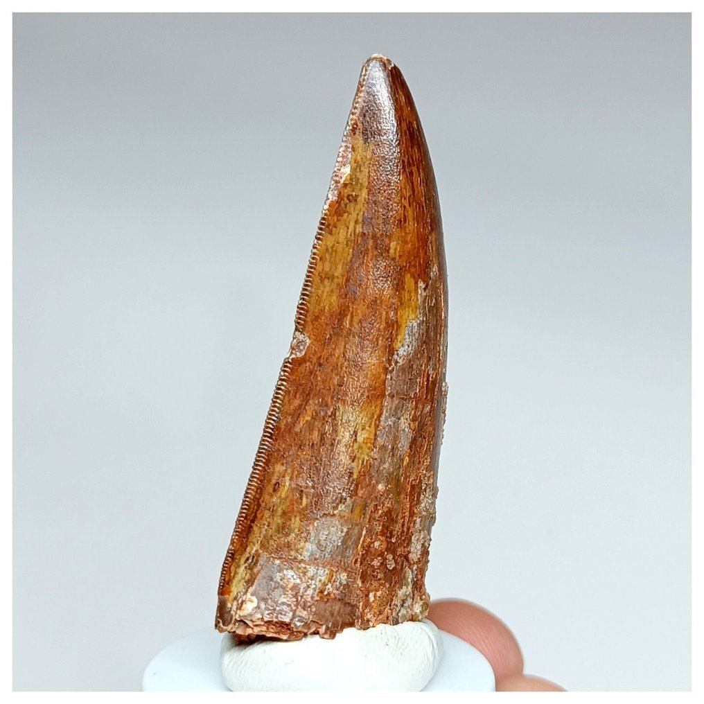 Dinosaur - Fossil tooth - Nicely Preserved Large Carcharodontosaurus ...