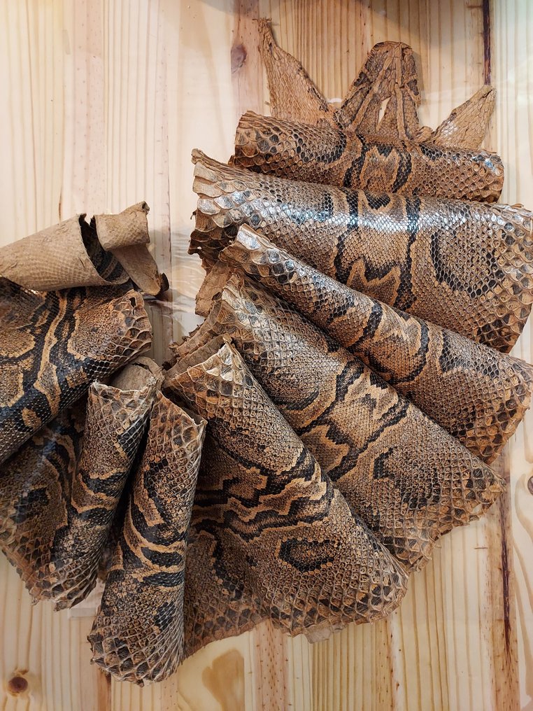 Central African Rock Python Peau d’étude - Python sebae - 1 cm - 34 cm ...