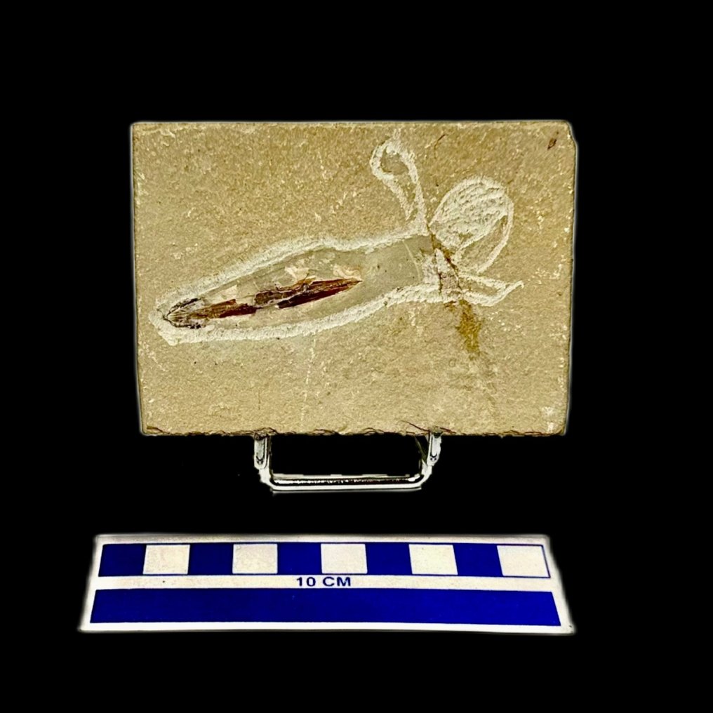 Squid Fossil Skeleton Squid Fossil 9 5 Cm 7 Cm Catawiki