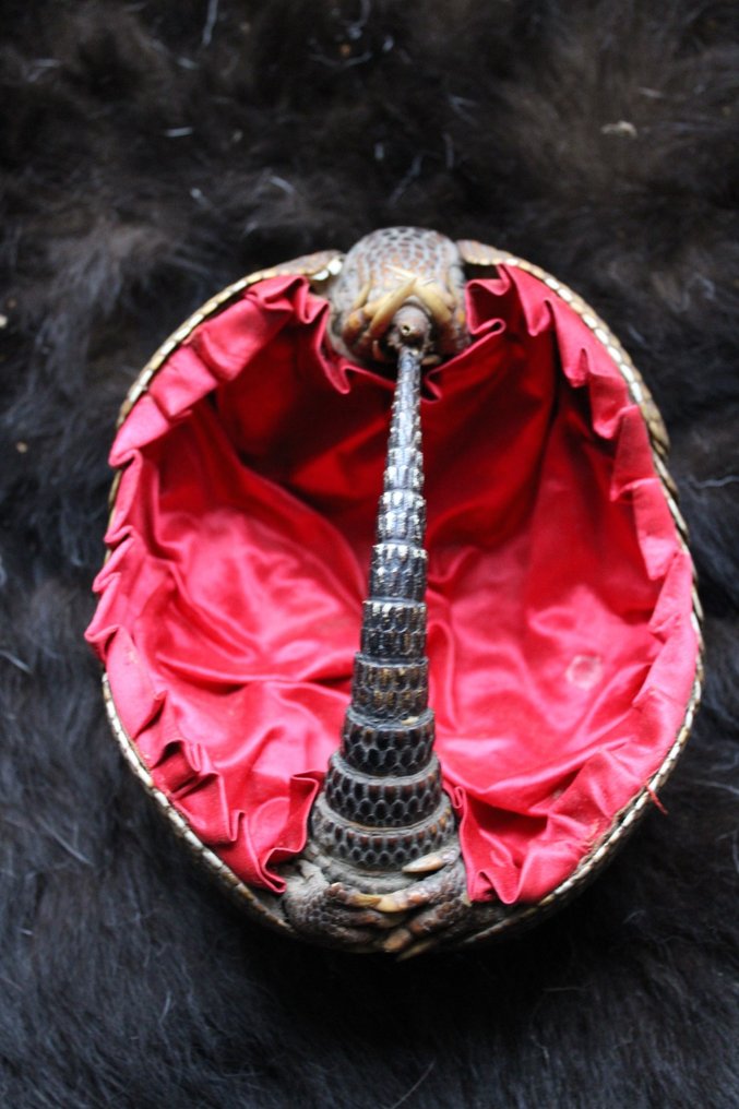 Seven-banded Armadillo Carapace - Dasypus septemcinctus - 11 cm - 15 cm ...