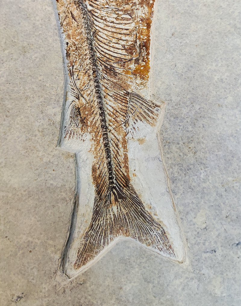 Big fish-Clear bones-long-Jinanichthys - Fossilised animal - Rare fish ...