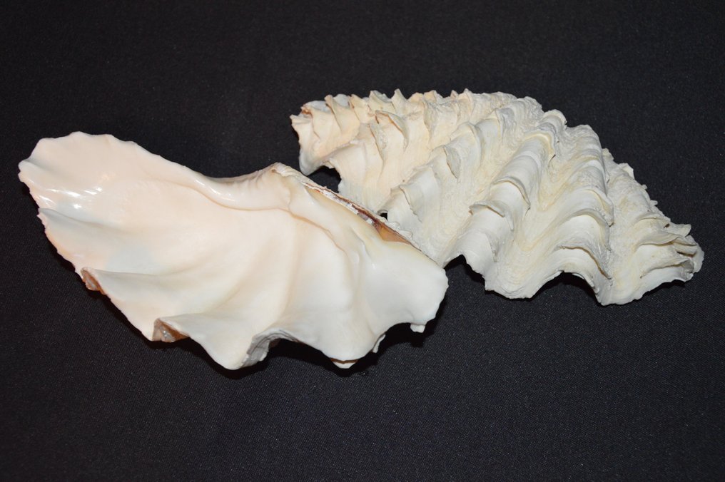 Clam Sea shell - M-313 TRIDACNA MAXIMA - Catawiki