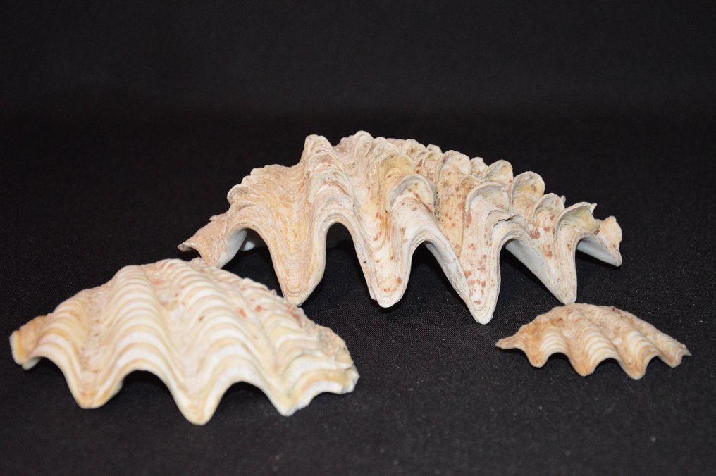 Clam Clam - M-345 TRIDACNA DERASA - Catawiki