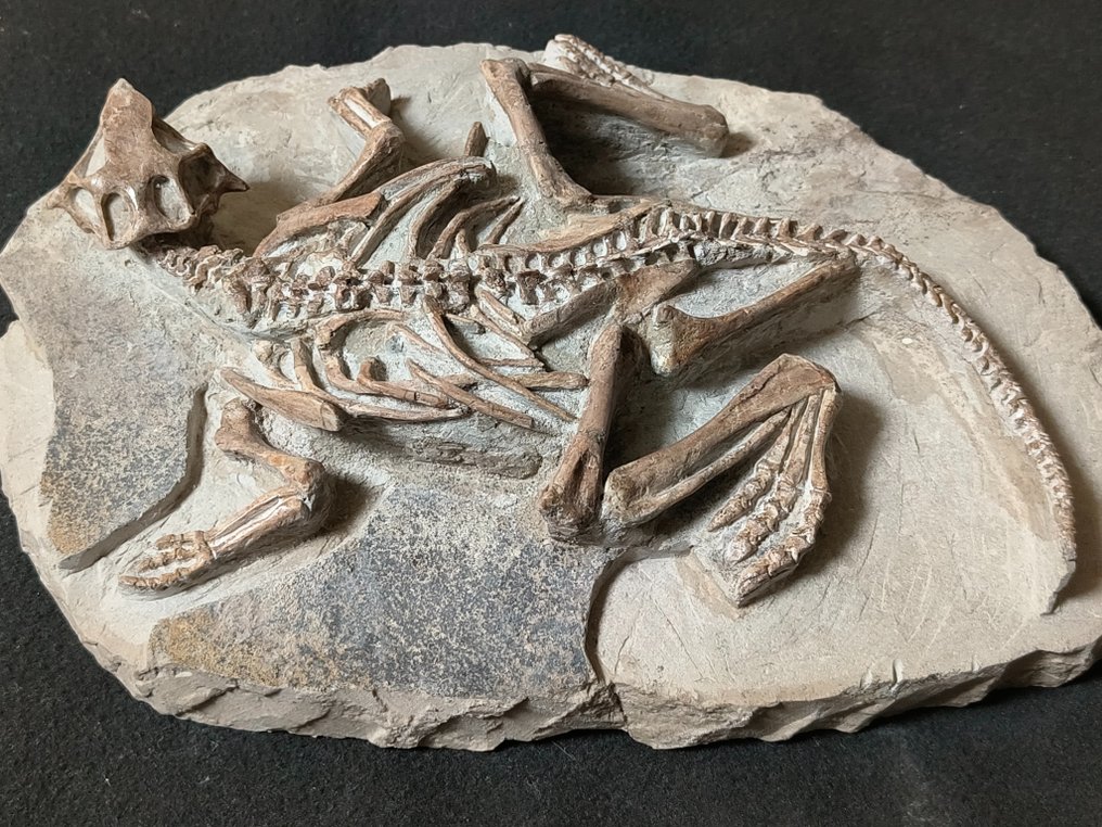 Petit Psittacosaurus rouge rare, fossile de dinosaure, niveau de ...