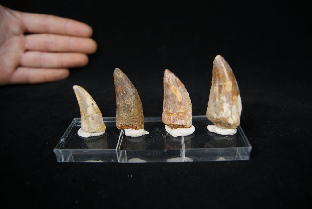 T Rex Afrikaanse Collectie Fossiele Tand Carcharodontosaurus