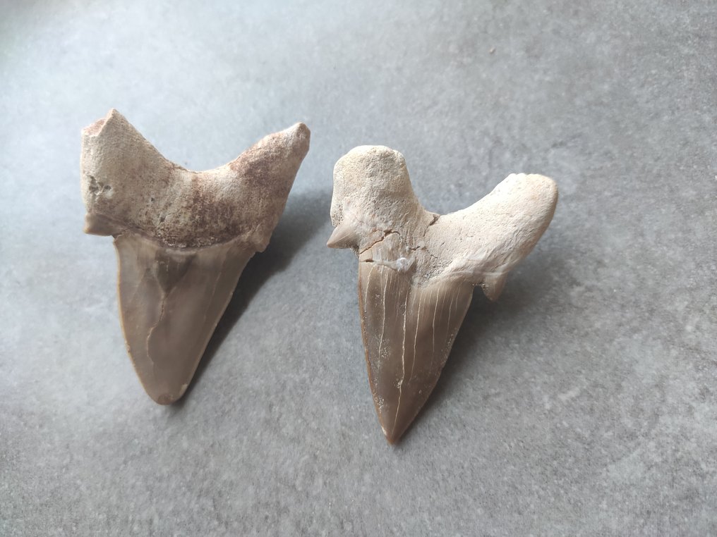 (ZELDZAAM) PATHOLOGISCH. Enorme PREMIUM Makreel Haaientanden - Fossiele ...