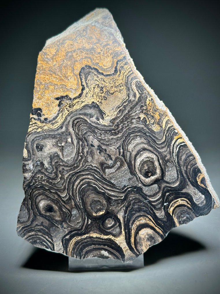 Oldest Fossil on Earth - dated ~1.1 billion years old - Fossil matrix ...