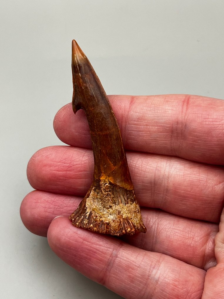 Giant Saw Shark Fossil Tooth Onchopristis Numida 72 Cm Catawiki